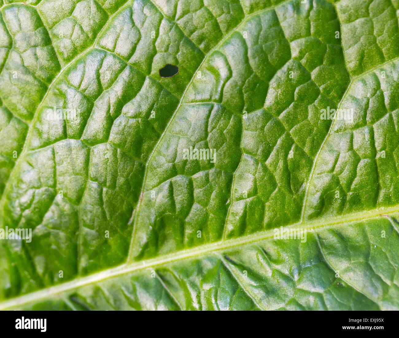 Close up of green leaf surface, texture useful as background Stock ...