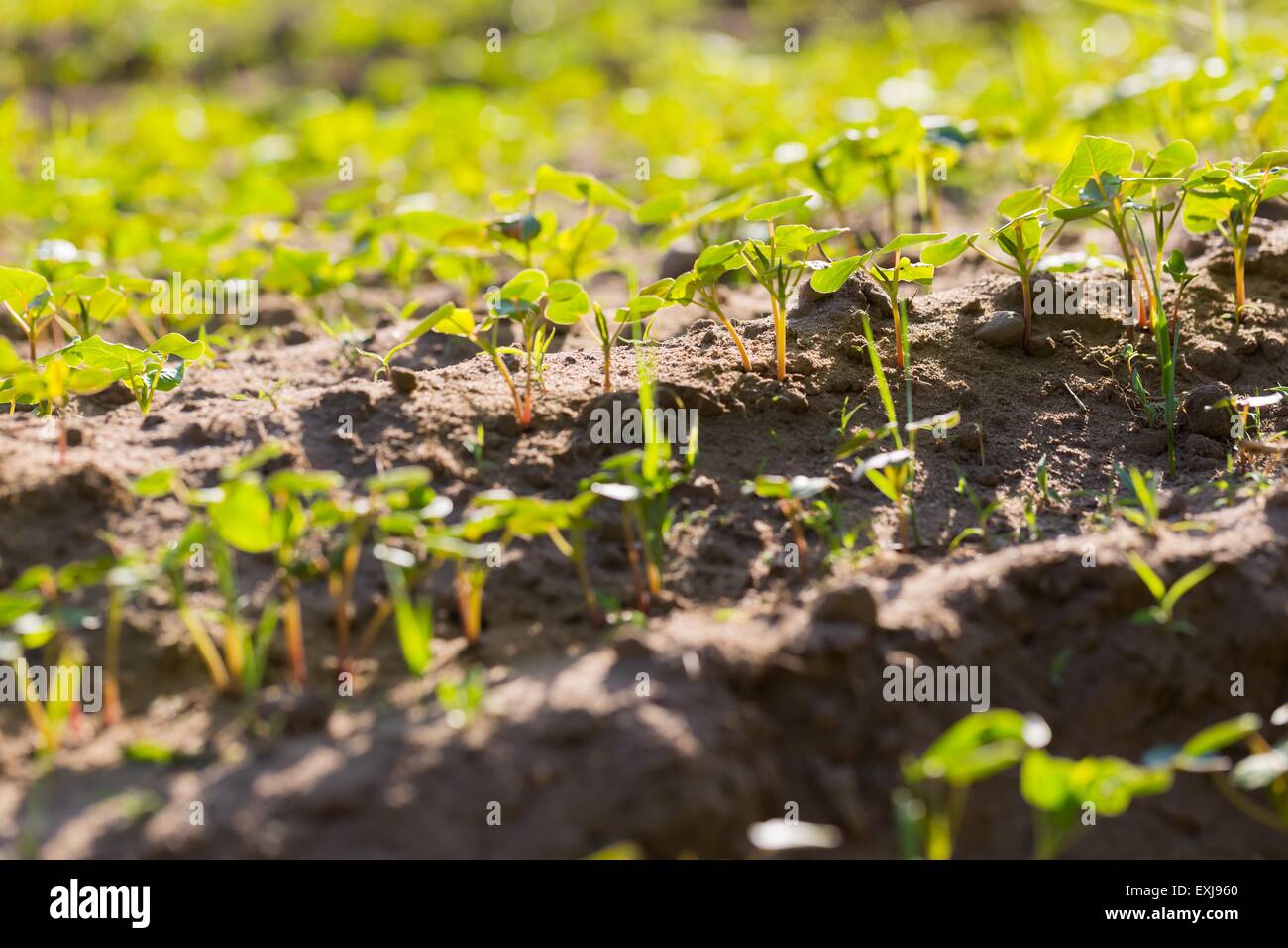 Beautiful close up of young buckwheat sprouts growing on field Stock ...