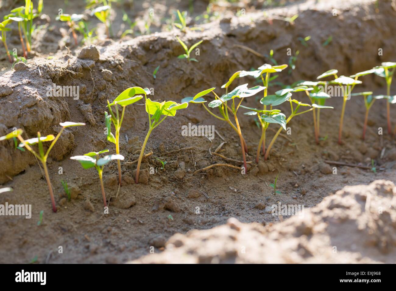 Beautiful close up of young buckwheat sprouts growing on field Stock ...