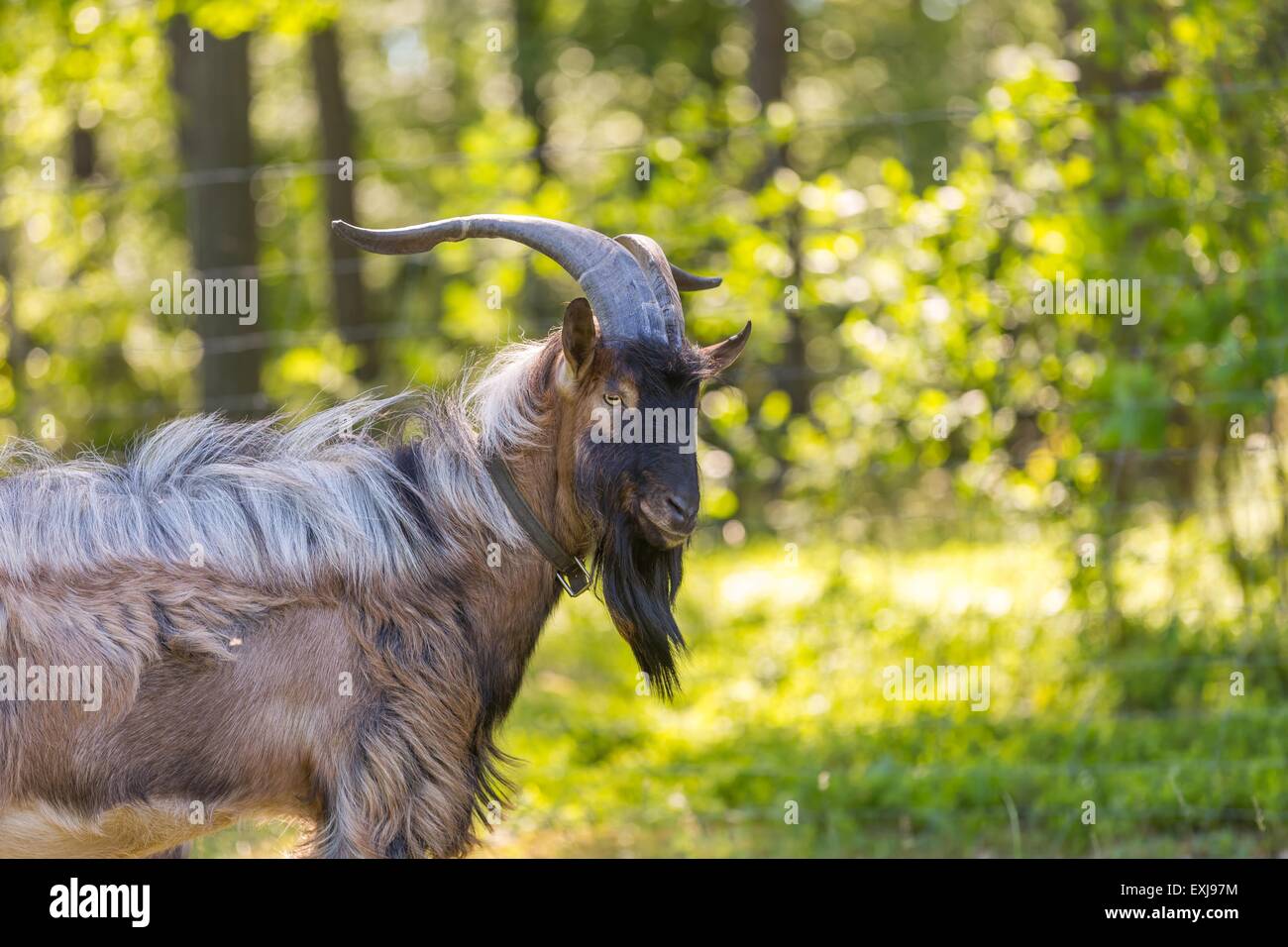 Beautiful portrait of goat male on pasture. Beautiful goat with horns ...