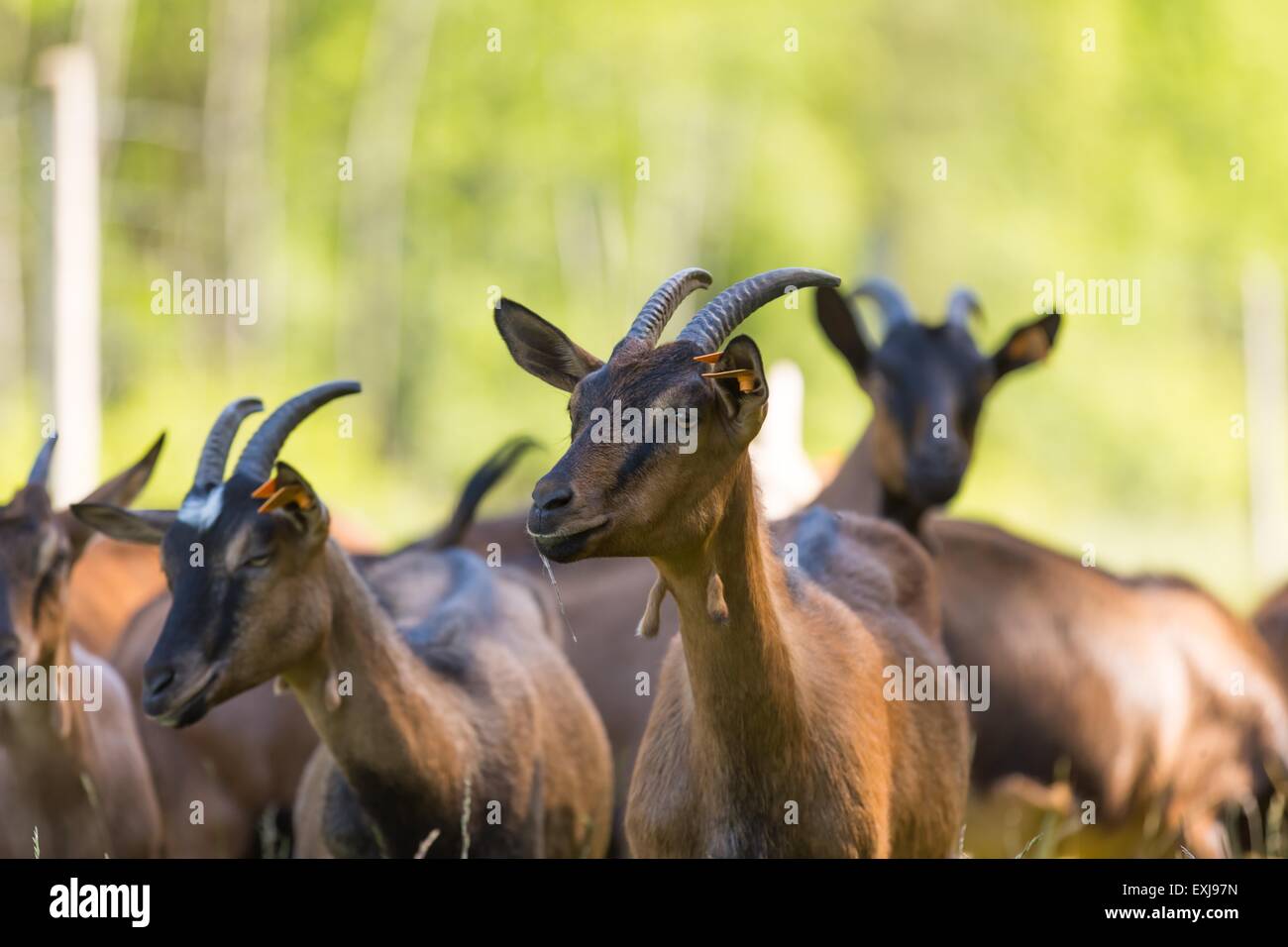 Herd of goats on pasture. Farm animal photographed on pasture in ...