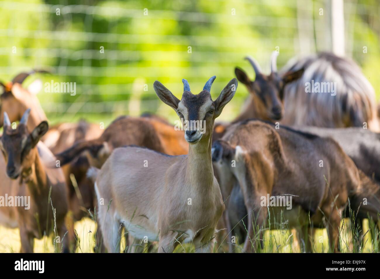 Herd of goats on pasture. Farm animal photographed on pasture in ...