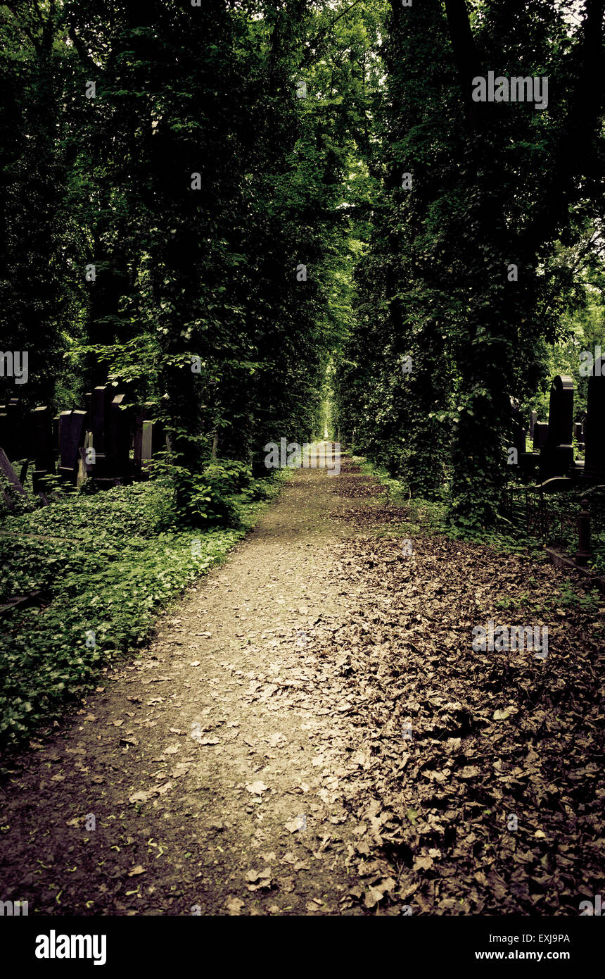 Cemetery trees hi-res stock photography and images - Alamy