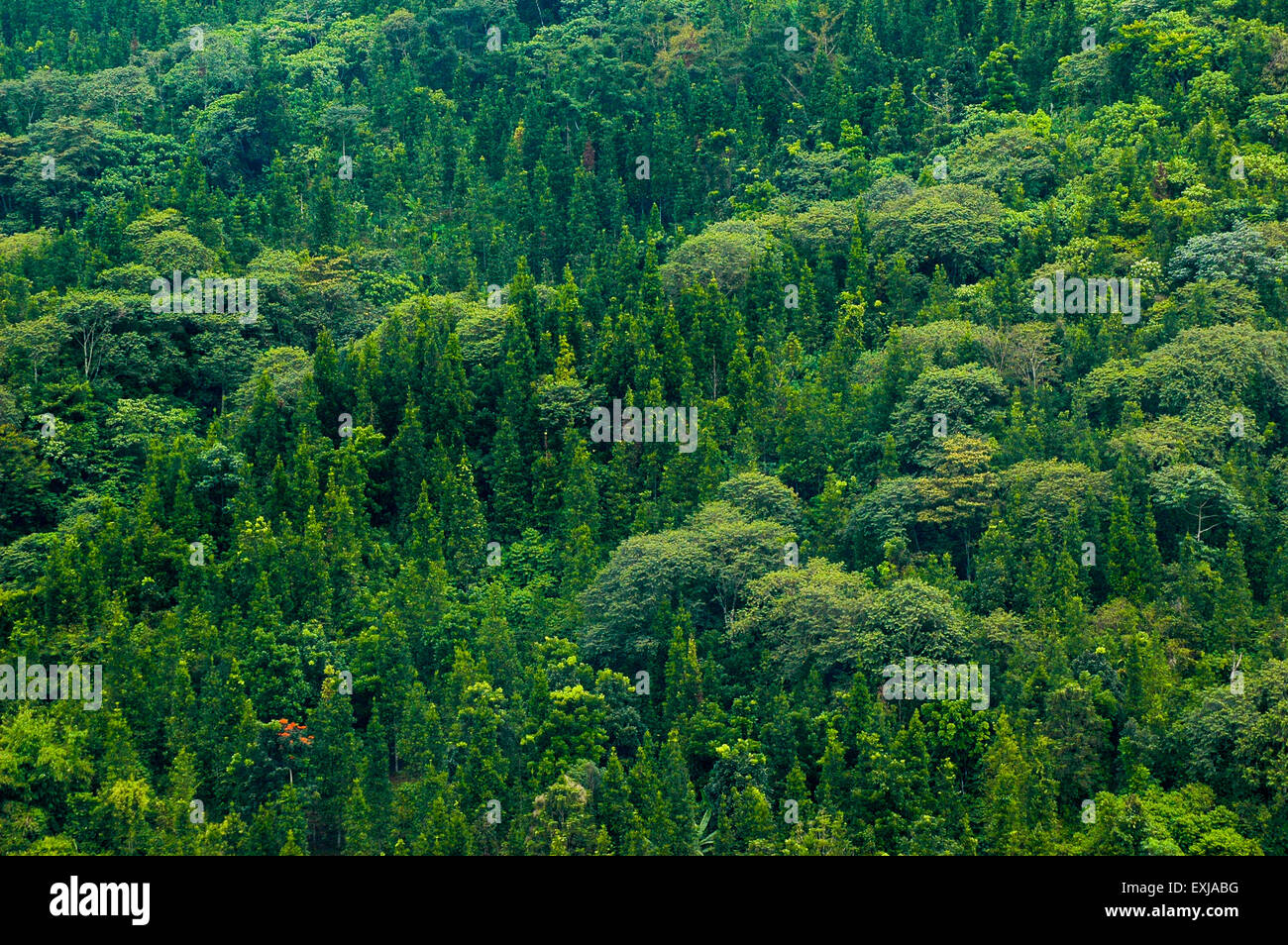 Pine trees canopy in between tropical rain forest on the slope of Mount ...