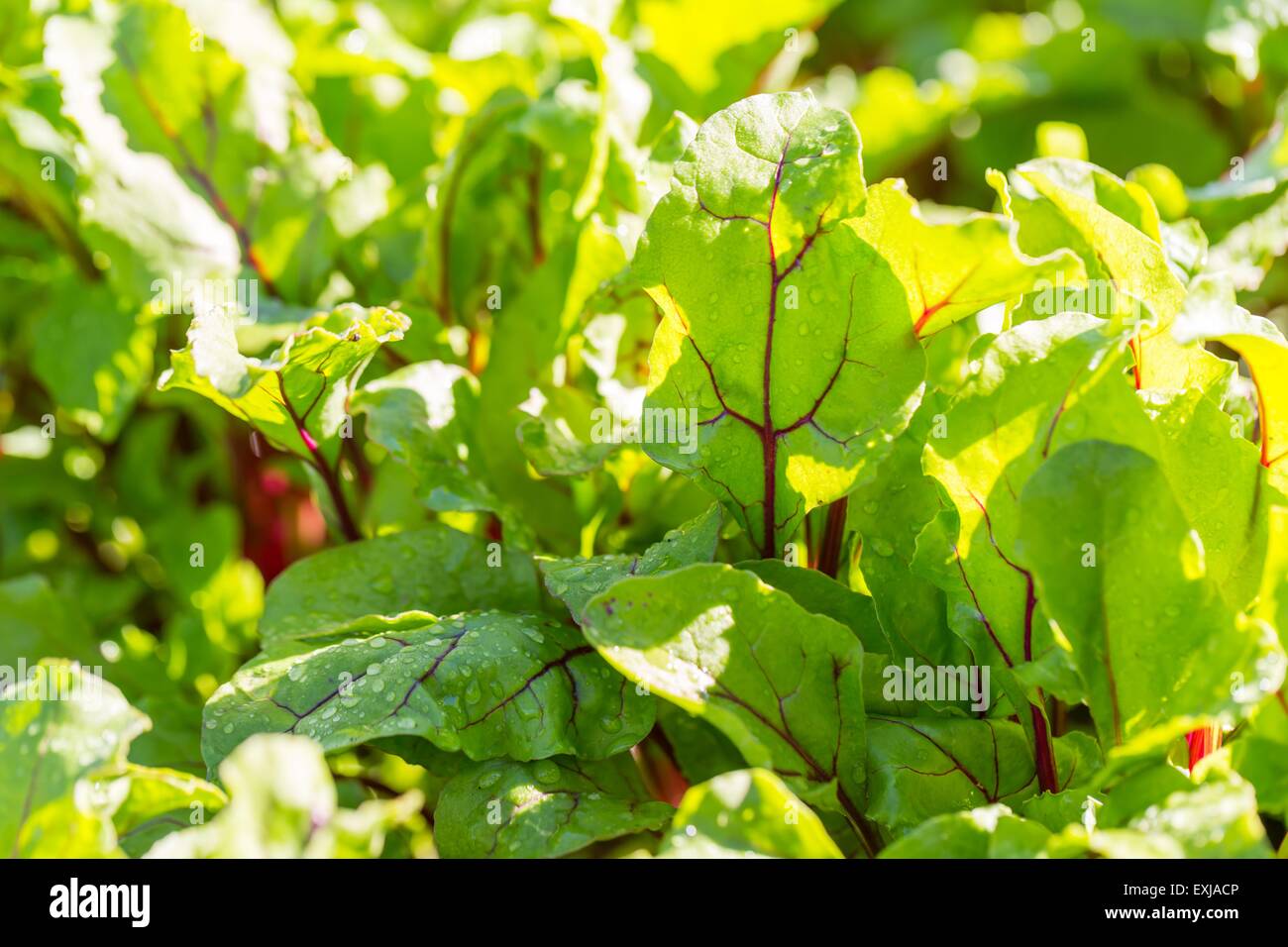 Beetroot shoot hi-res stock photography and images - Alamy