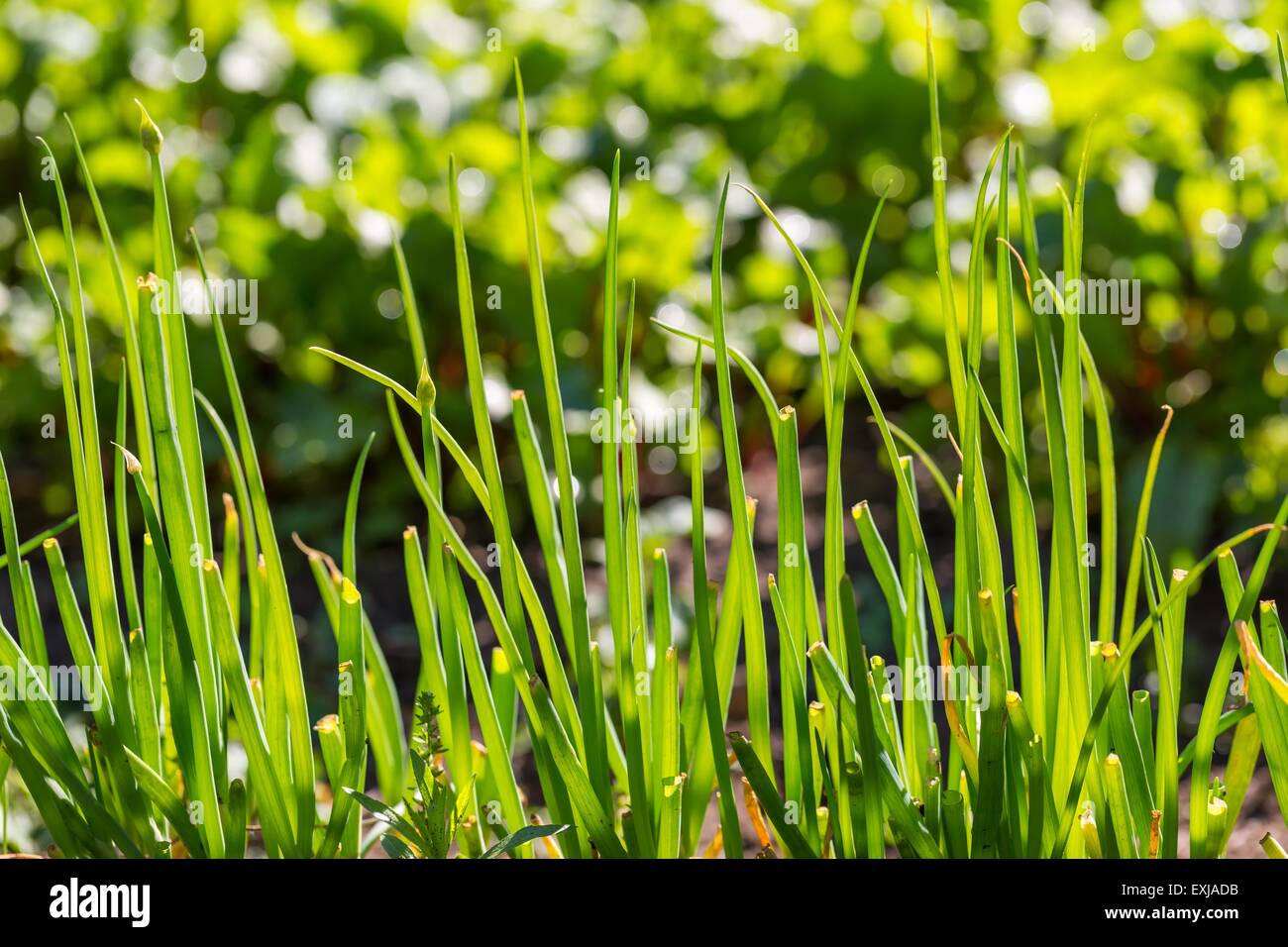 Green chive growing in ecologic garden. Close up of edible plants Stock ...