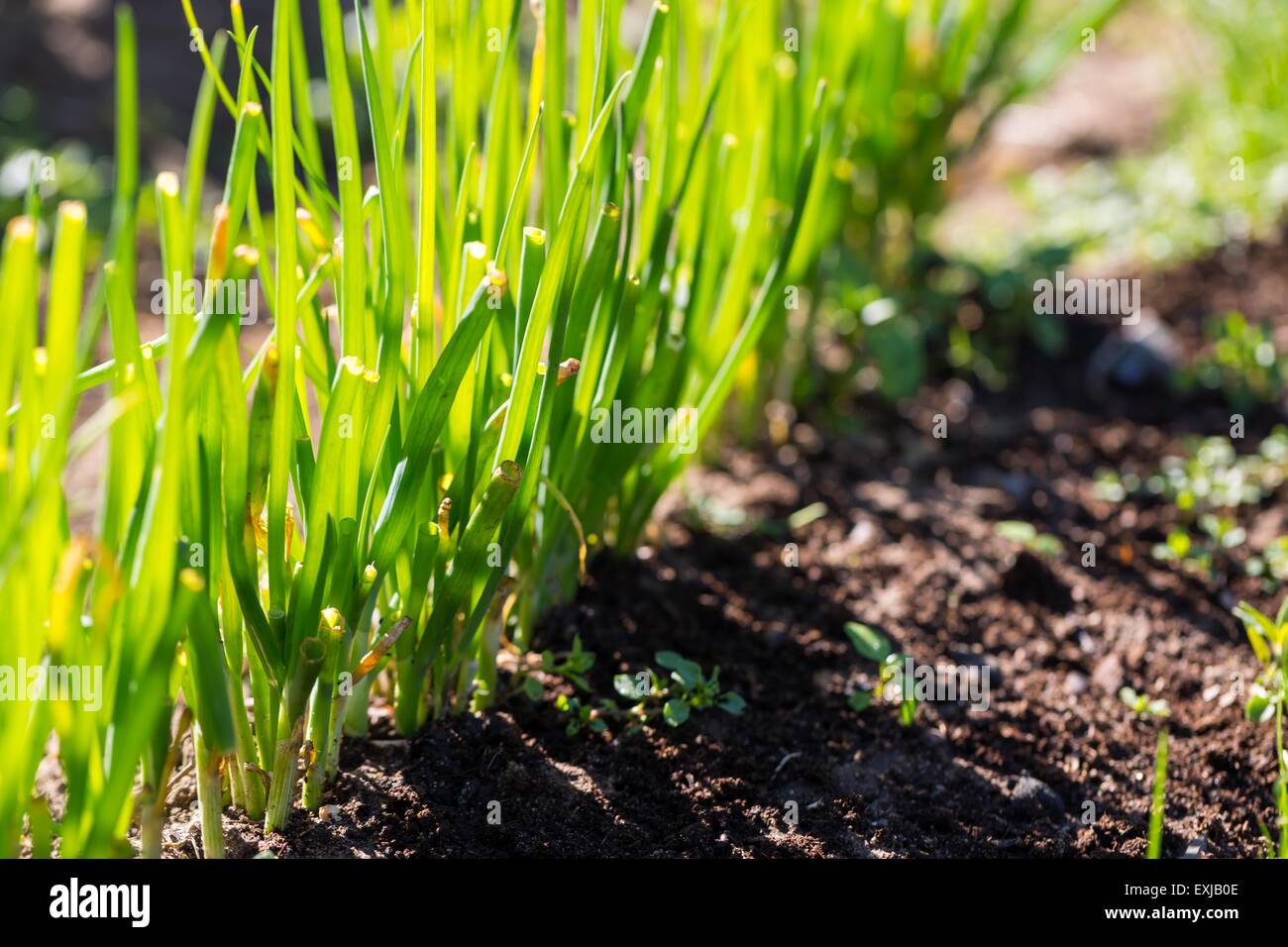 Green chive growing in ecologic garden. Close up of edible plants Stock ...