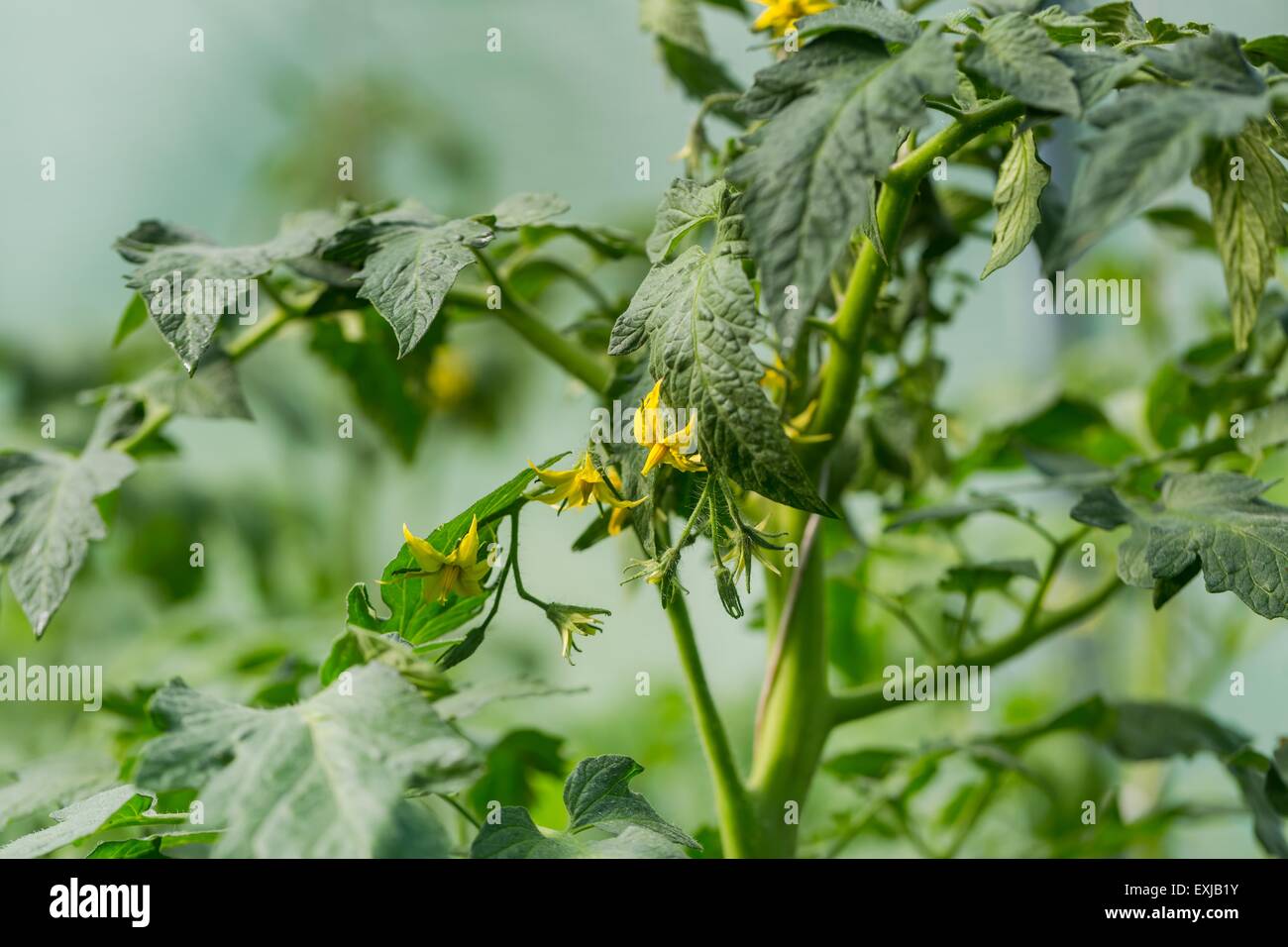 Blooming twigs of tomatoes growing in greenhouse. Production of natural ...