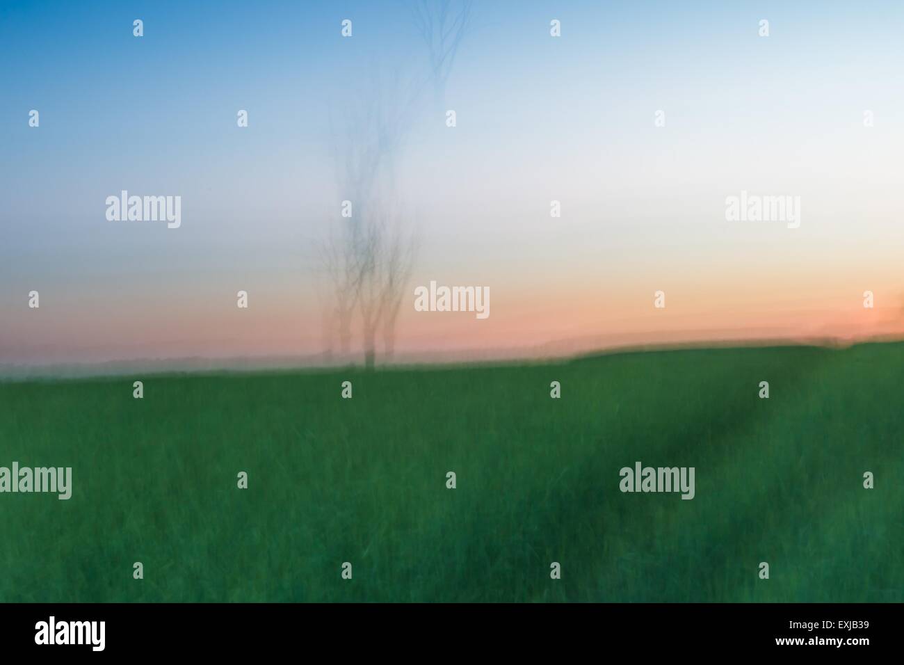 Background of blurred landscape. Corn field photographed at sunset or ...