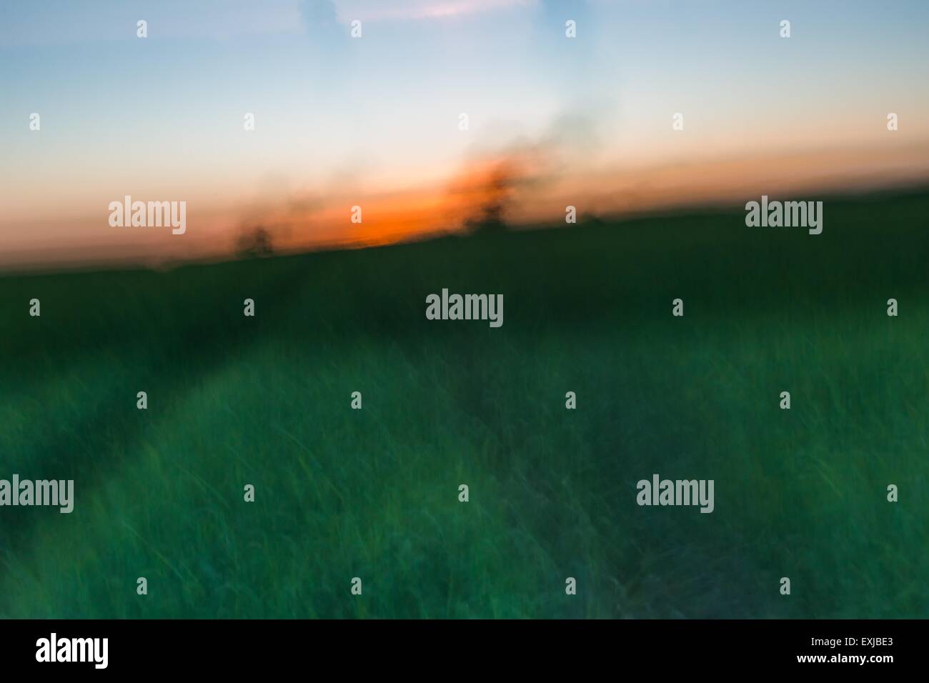 Background of blurred landscape. Corn field photographed at sunset or ...