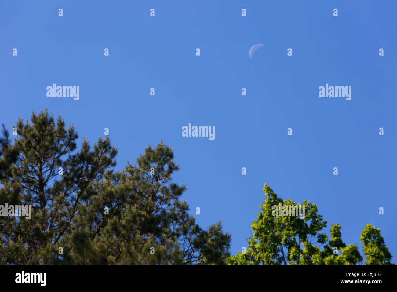 Close up of half moon on blue sky with tree branches. Moon photographed ...