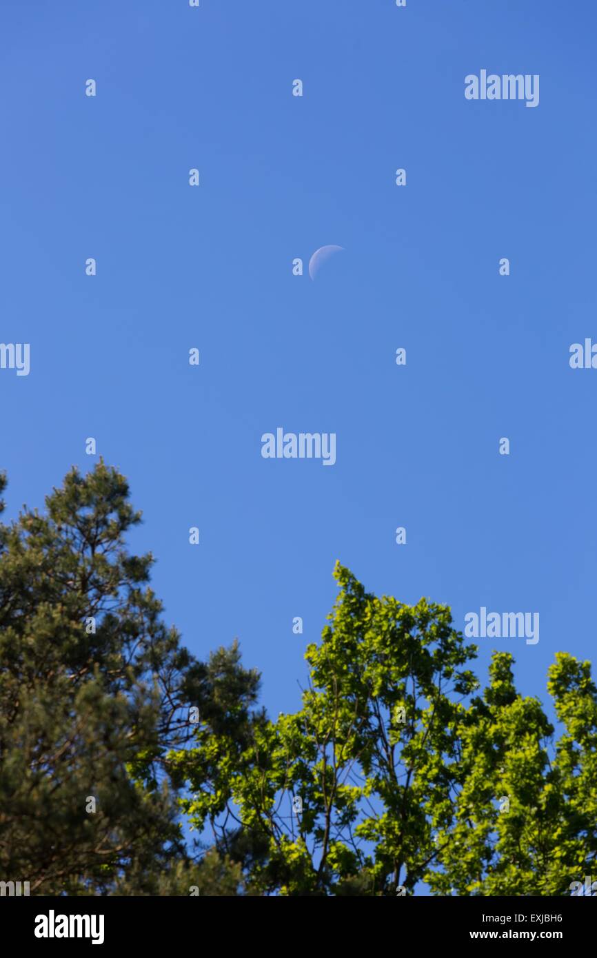 Close up of half moon on blue sky with tree branches. Moon photographed ...