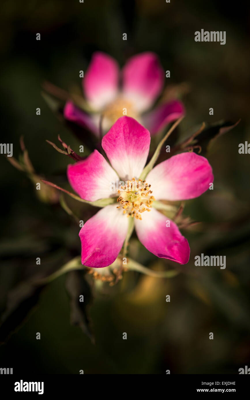 Rose Glauca with small pink flowers seen in close up with a soft, dark ...