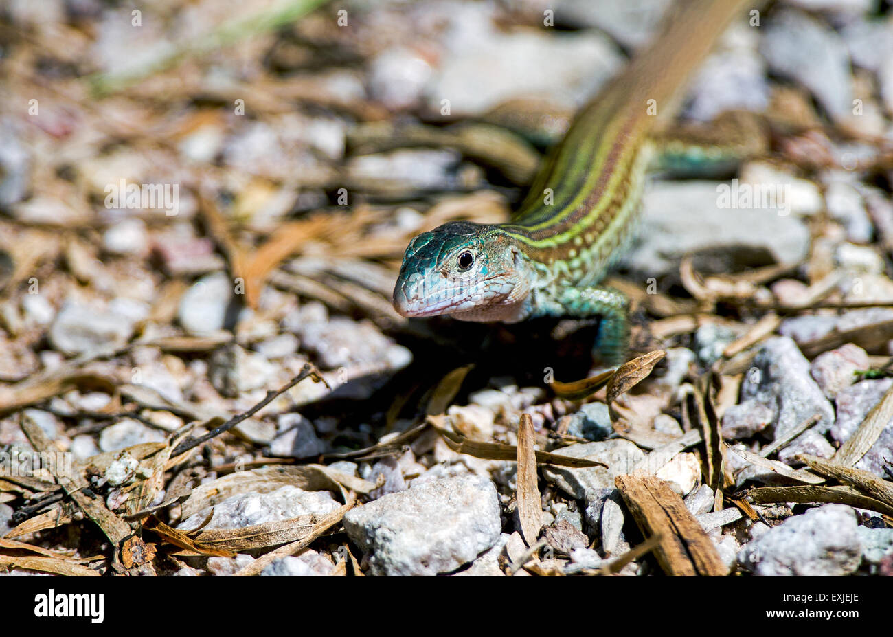Whiptail Lizard Belly