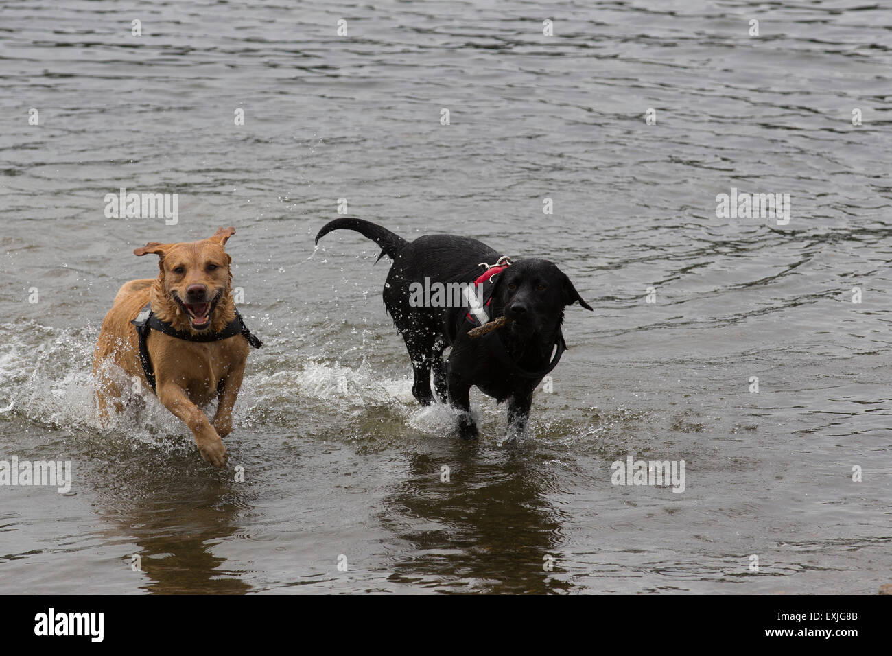 Lake Windermere Cumbria 14th July 2015 .UK Weather Lake Windermere low ...