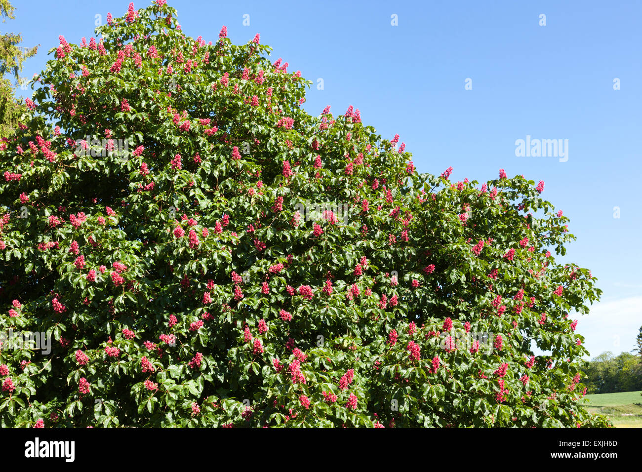 Red horse chestnut tree in blossom at North Cerney, Gloucestershire UK ...