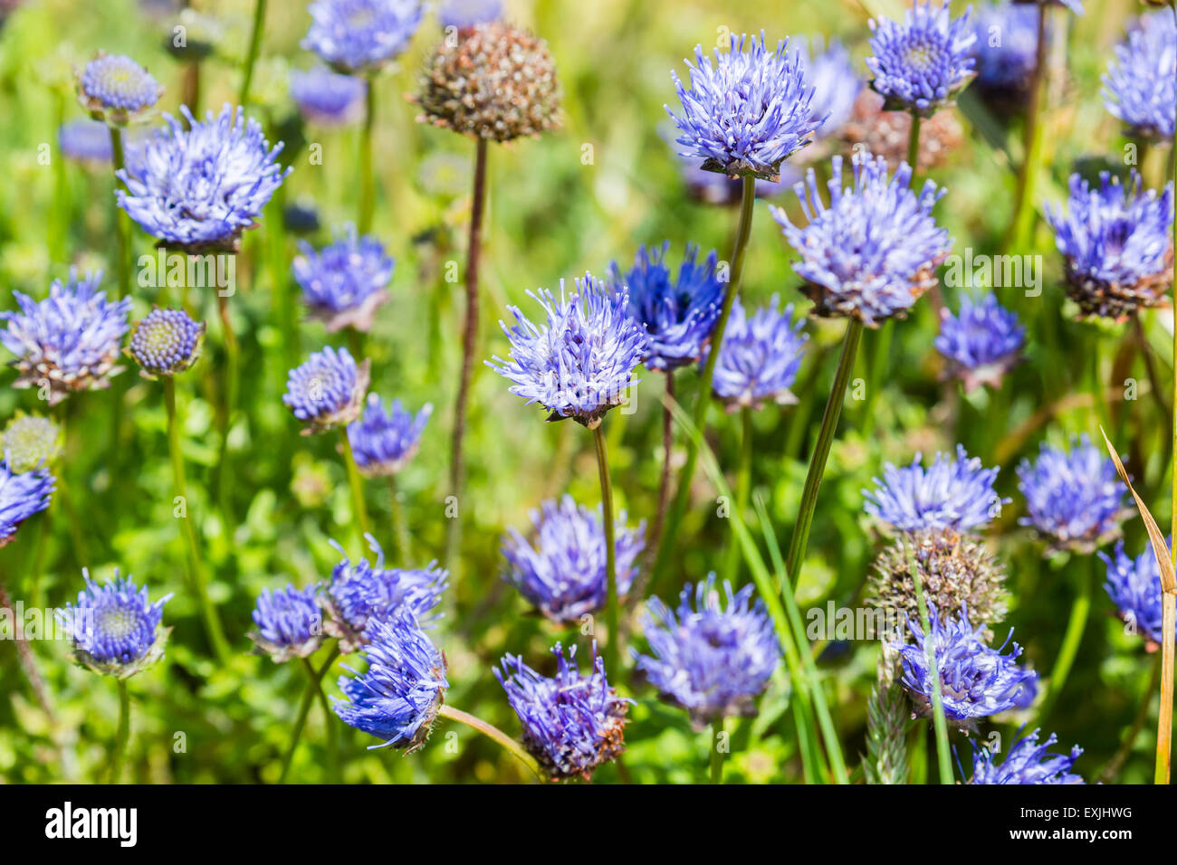Sheep's bit hi-res stock photography and images - Alamy