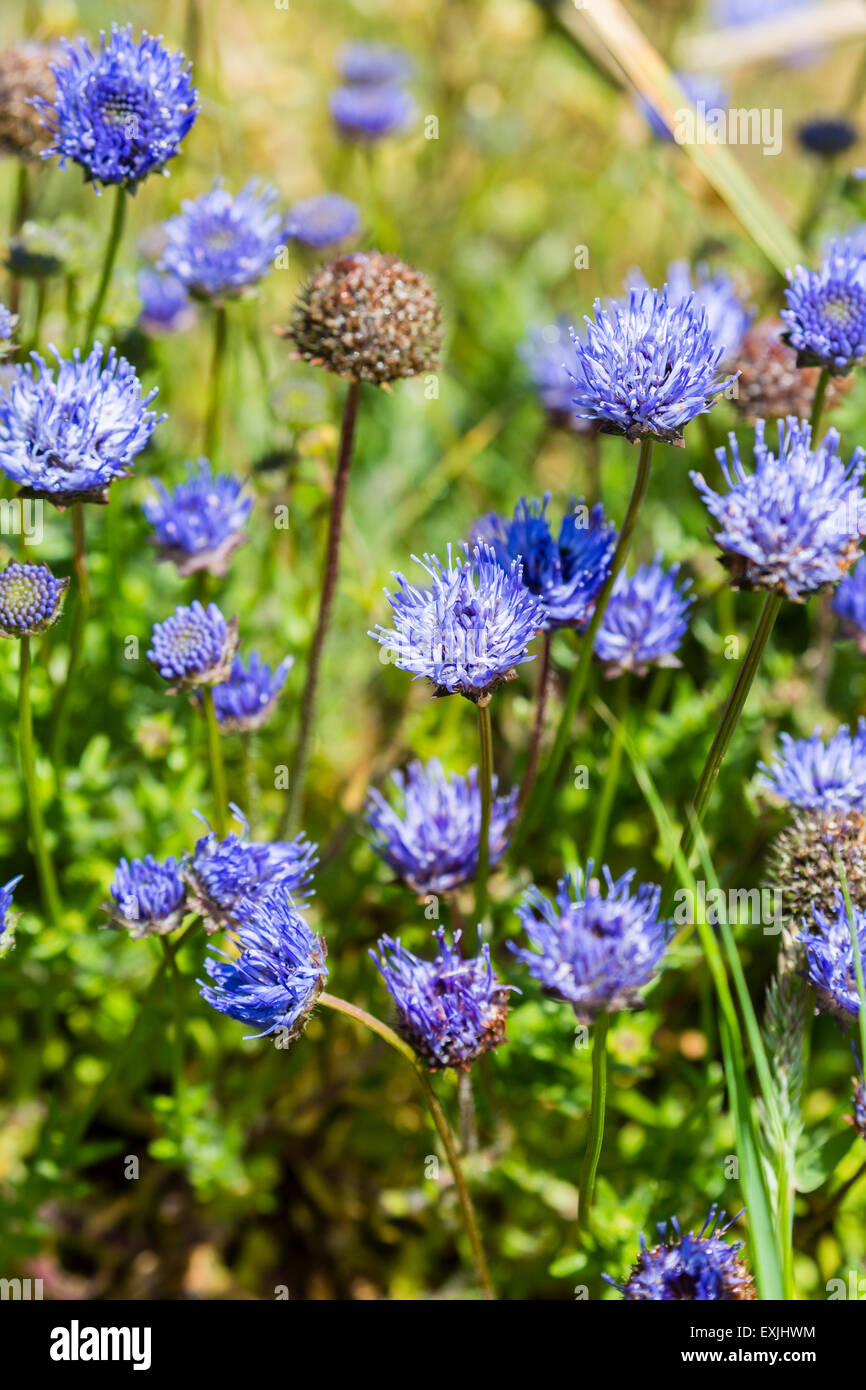 Sheep’s bit hi-res stock photography and images - Alamy