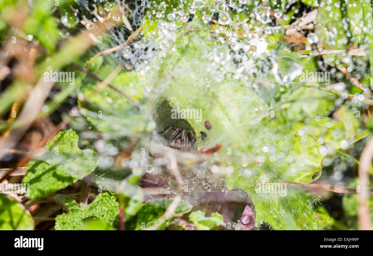 How does a spider make its web hi-res stock photography and images - Alamy
