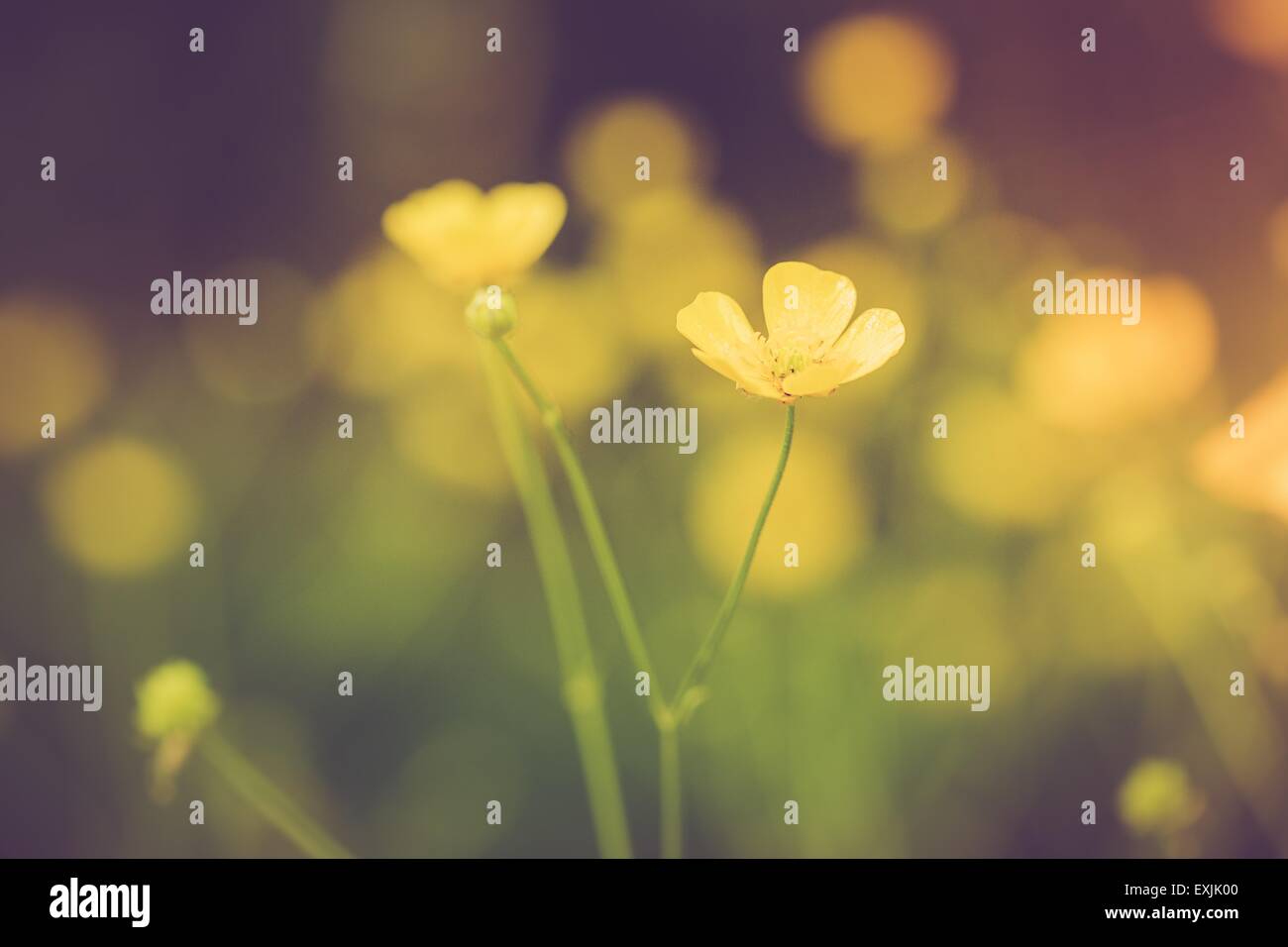 Vintage photo of beautiful yellow buttercups photographed on meadow ...
