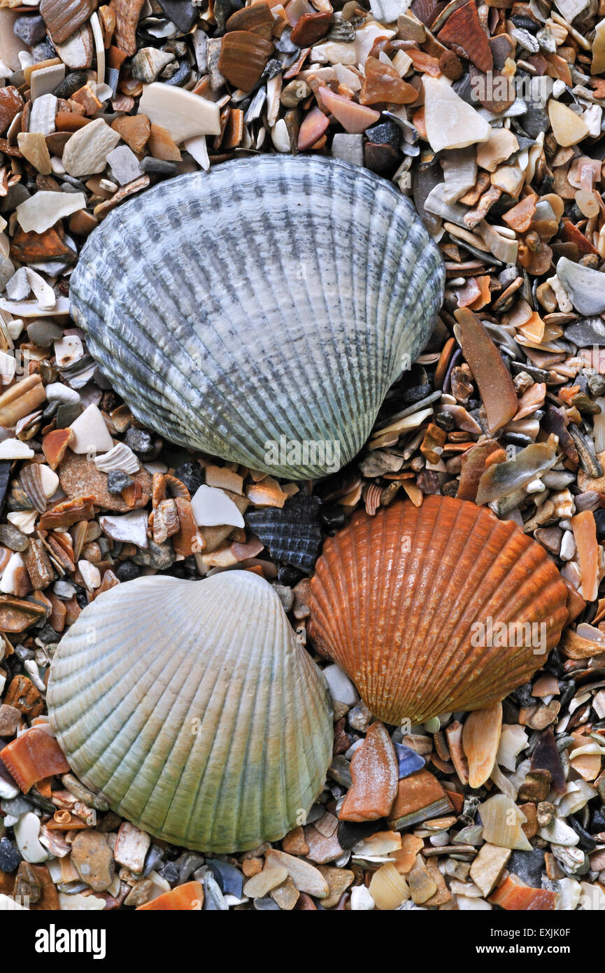 Common cockle cerastoderma edule cardium hi-res stock photography and ...