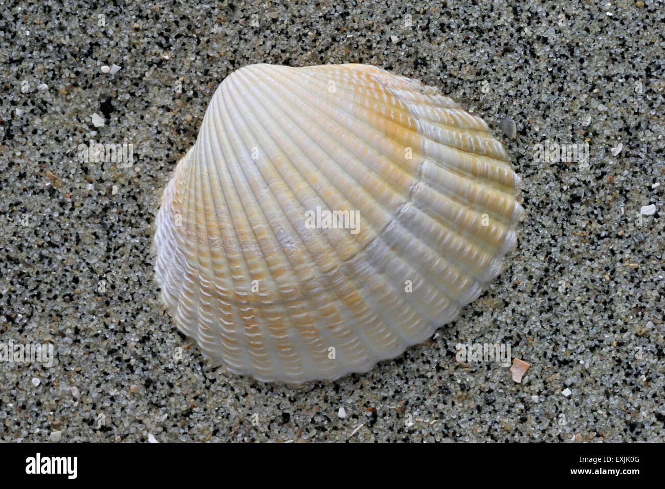 Common cockle / Edible cockle (Cerastoderma / Cardium edule) shell ...