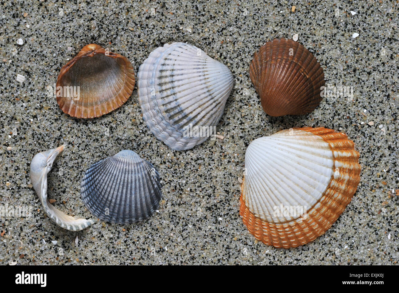 Common cockles (Cerastoderma edule / Cardium edule) on beach Stock ...