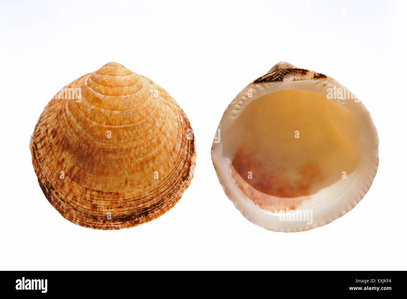 Dog cockle (Glycymeris glycymeris) shells on white background Stock ...