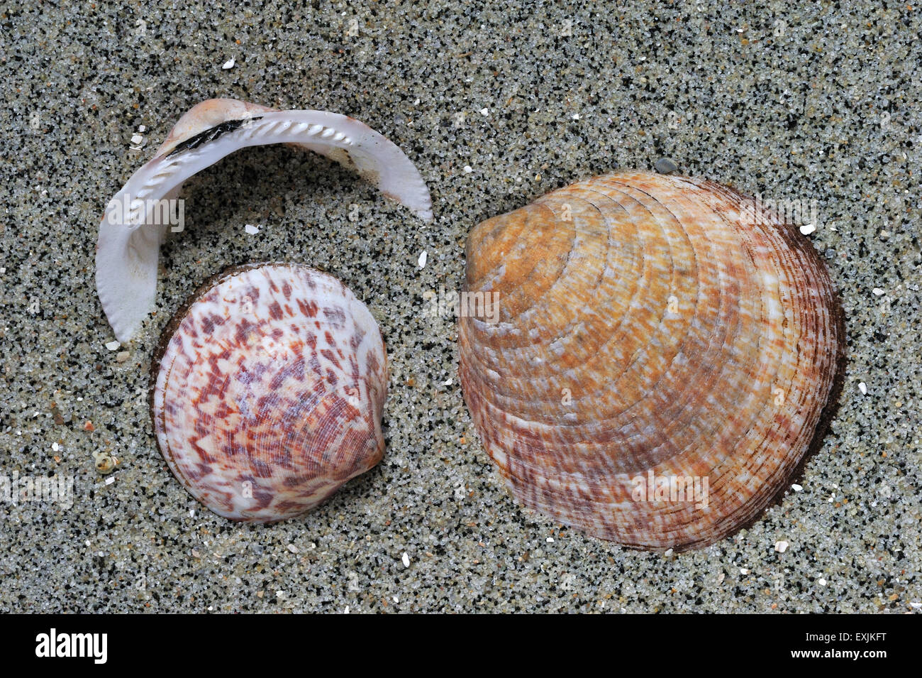 Dog cockle shell on beach hi-res stock photography and images - Alamy