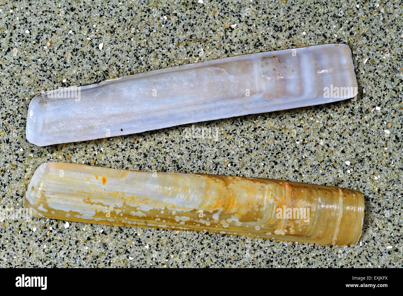 European razor clam / Grooved razor shells (Solen marginatus) on beach ...