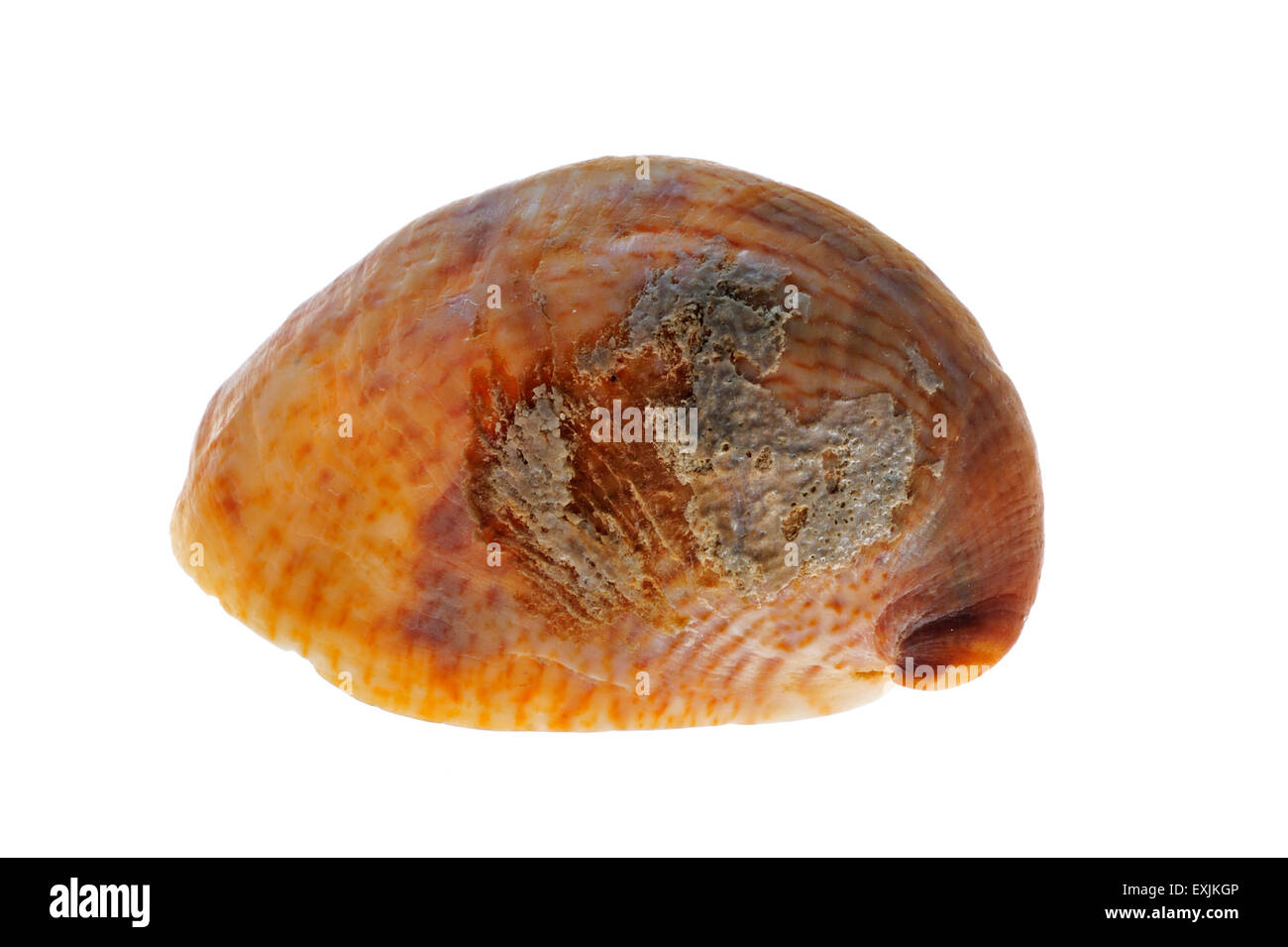 Slipper limpet snails hi-res stock photography and images - Alamy