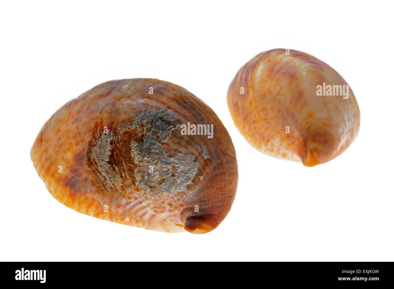 Atlantic slipper limpets hi-res stock photography and images - Alamy