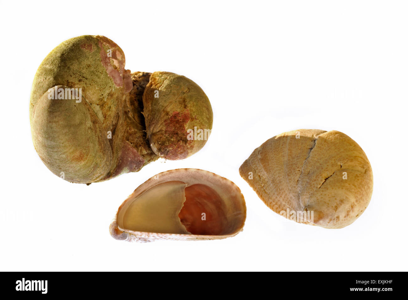 Common slipper Cut Out Stock Images & Pictures - Alamy