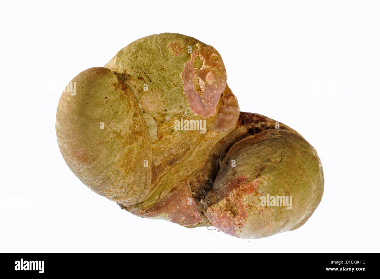 Stack of American slipper limpets / common slipper limpet (Crepidula ...