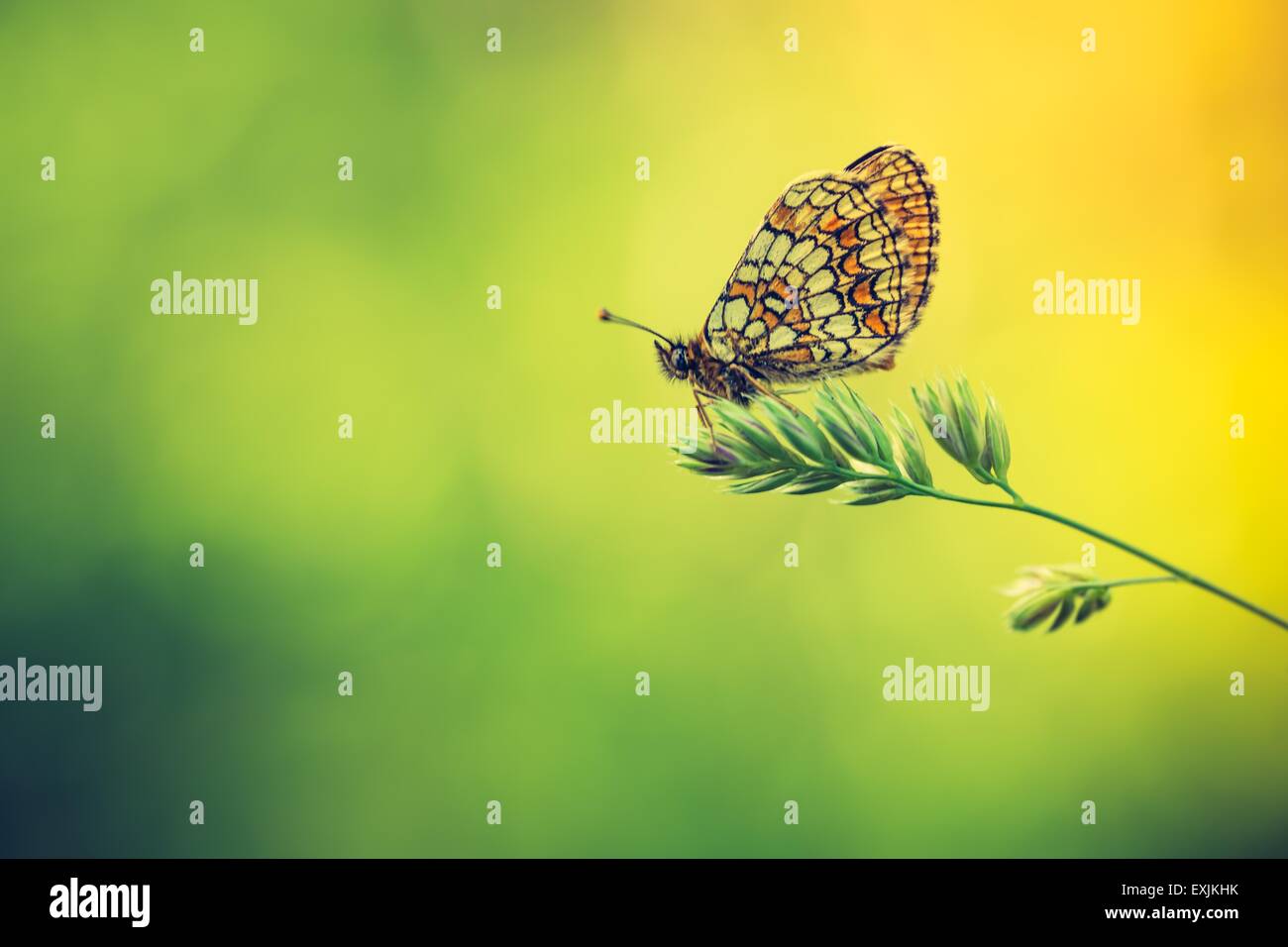 Vintage photo of beautiful butterfly sitting on plant. european insect ...