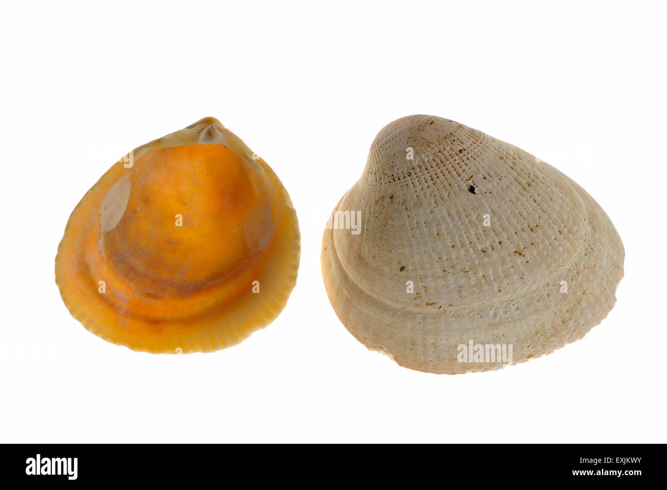 Smooth cockle / Norway cockle (Laevicardium crassum) shells on white ...