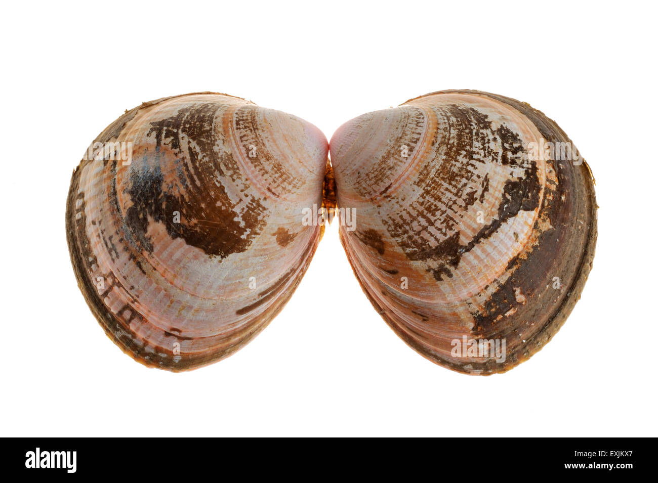 Smooth cockle / Norway cockle (Laevicardium crassum) shells on white ...