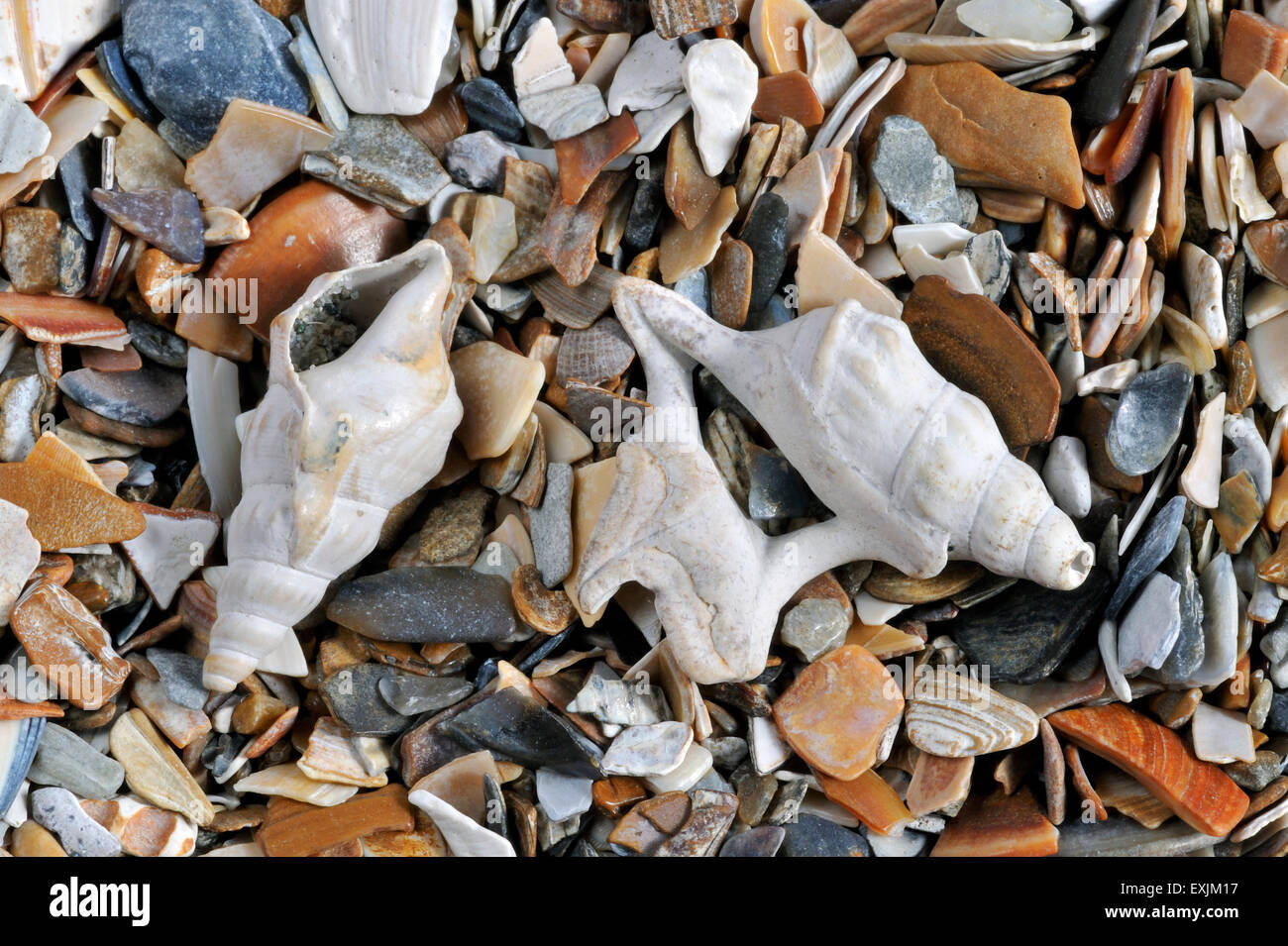 Pelican's foot (Aporrhais pespelecani / Aporrhais pespelicanis) shells ...