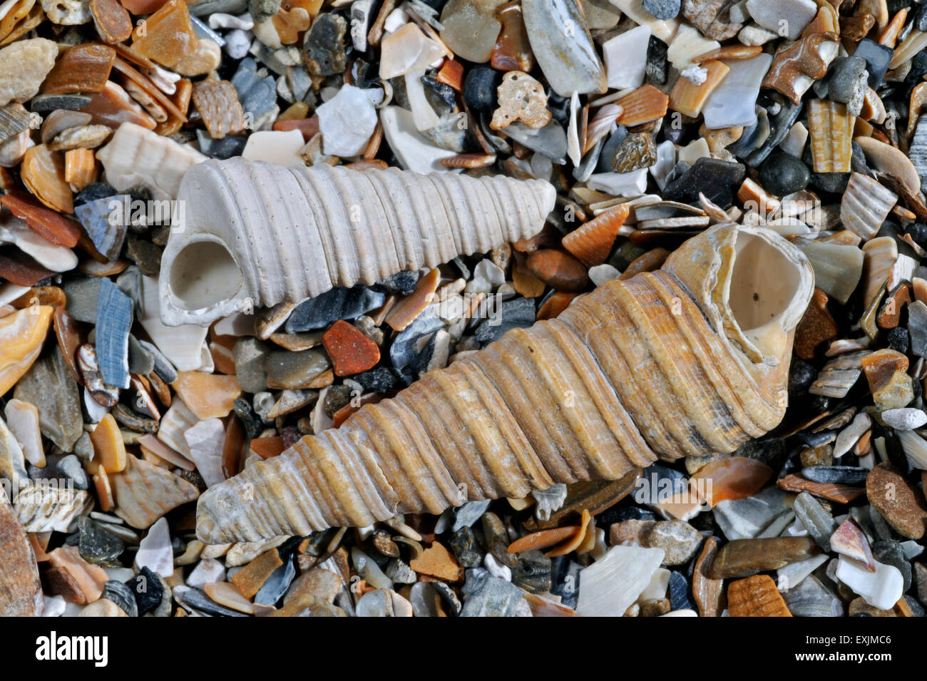 Turret-shell / Auger shell / common tower shell (Turritella communis ...