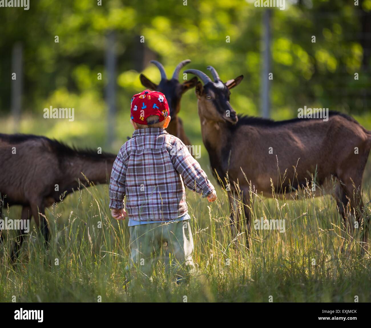 Little boy chasing goats on pasture. Beautiful childhood on village ...