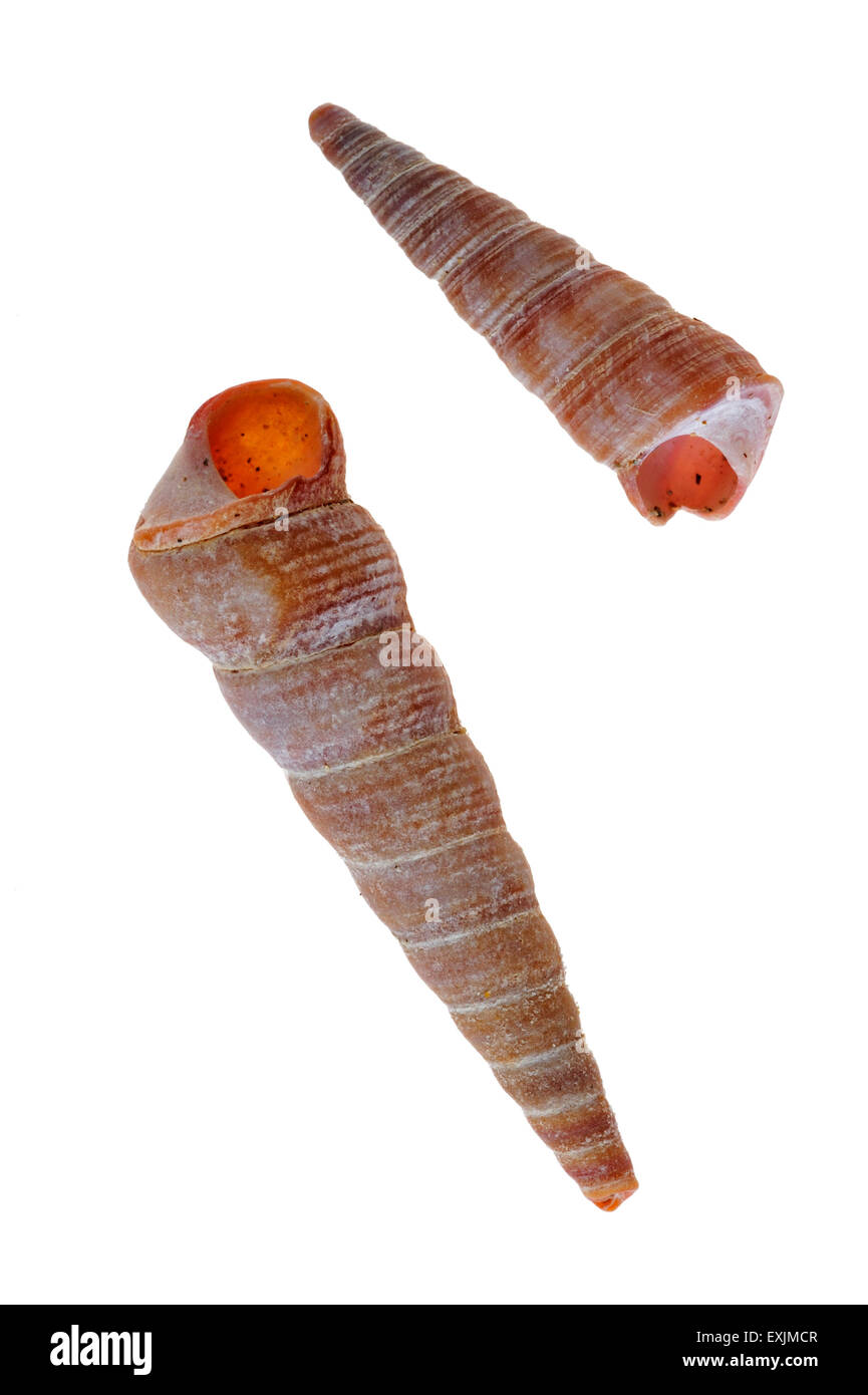 Turret-shell / Auger shell / common tower shells (Turritella communis ...