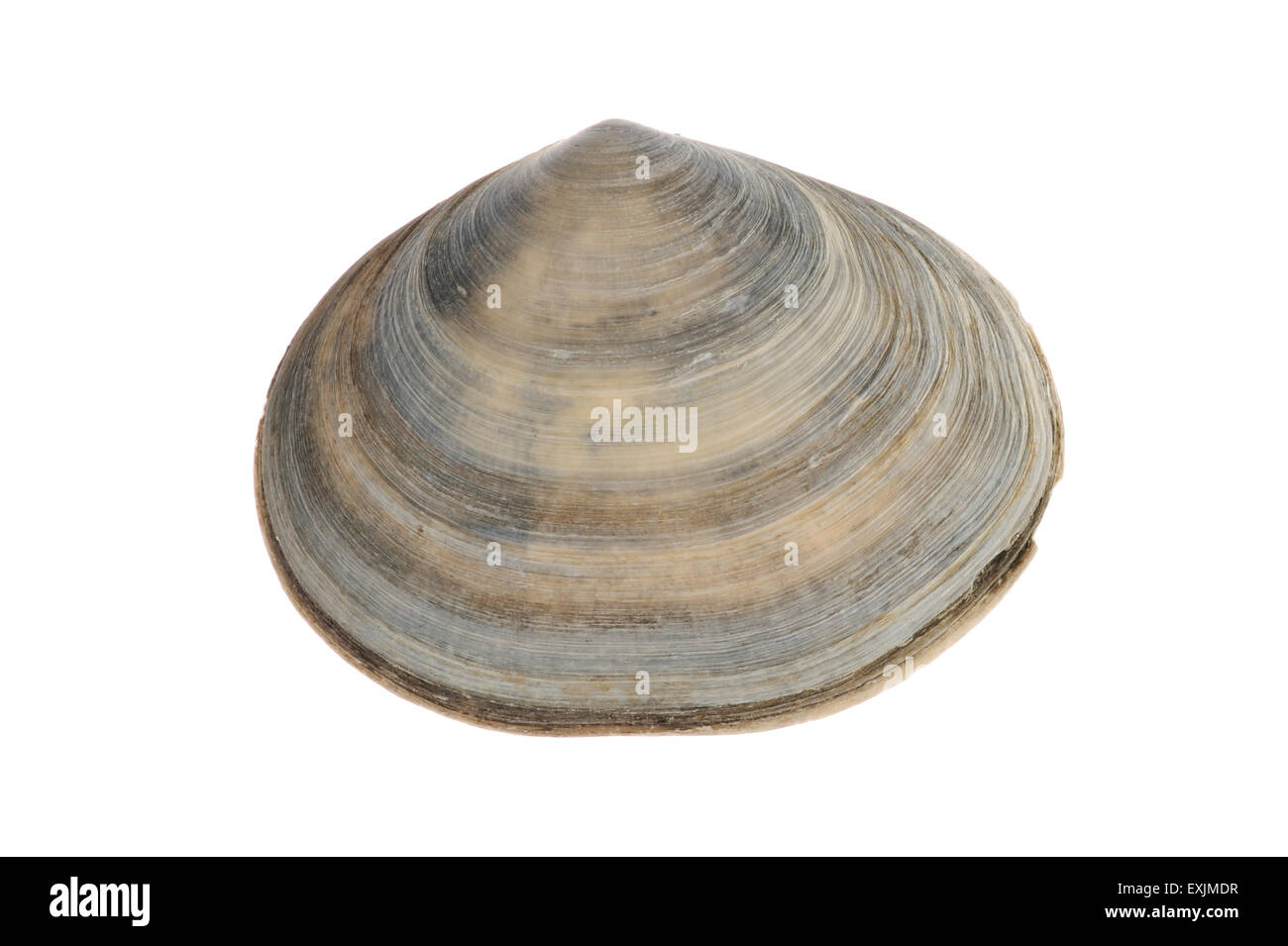 Peppery furrow shell / Sand gaper (Scrobicularia plana) on white ...