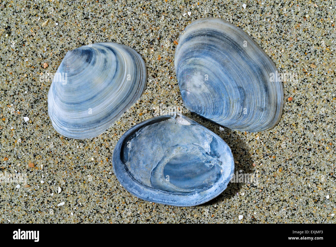 Peppery furrow shells / Sand gapers (Scrobicularia plana) washed on ...