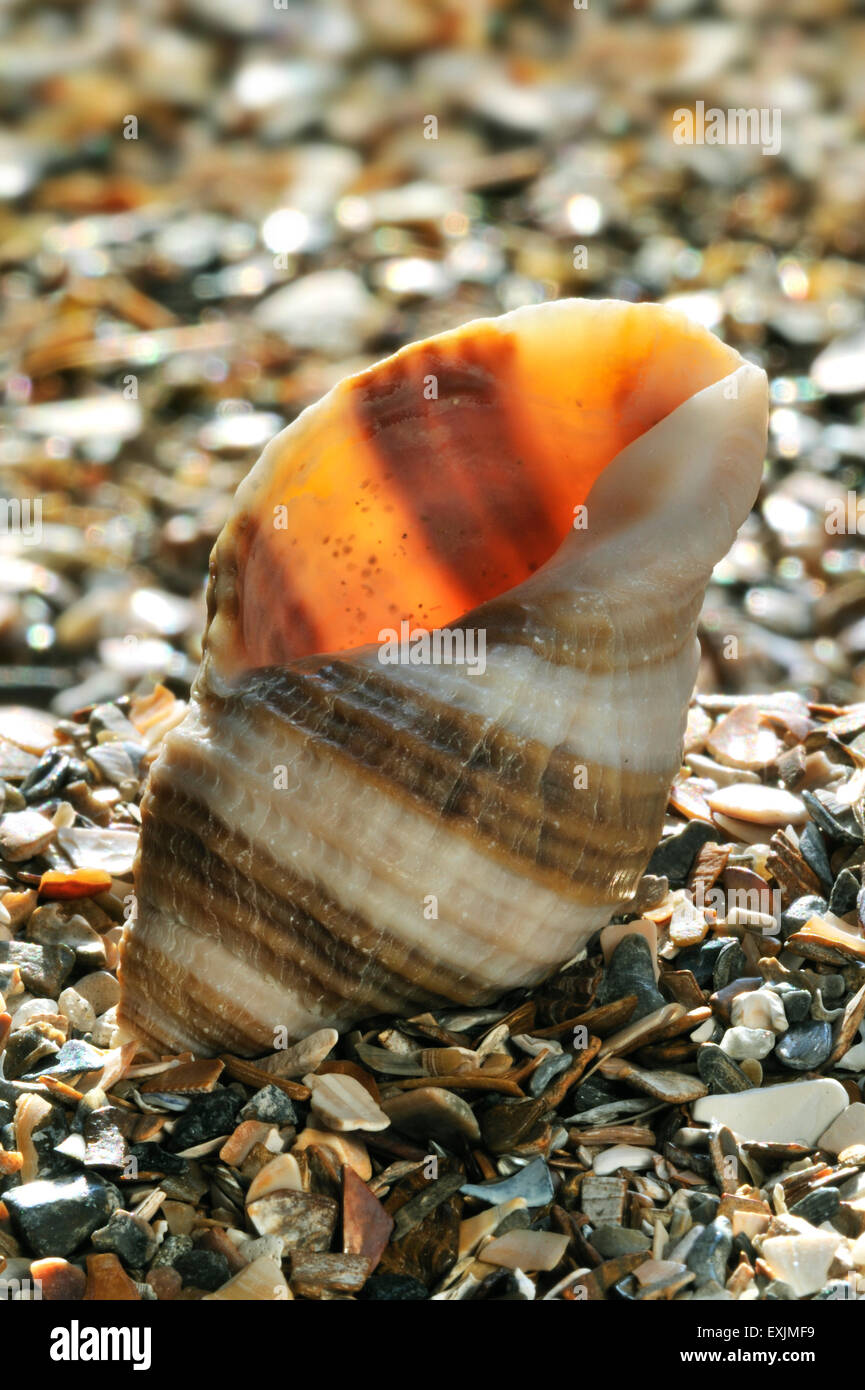 Whelk great britain hi-res stock photography and images - Alamy