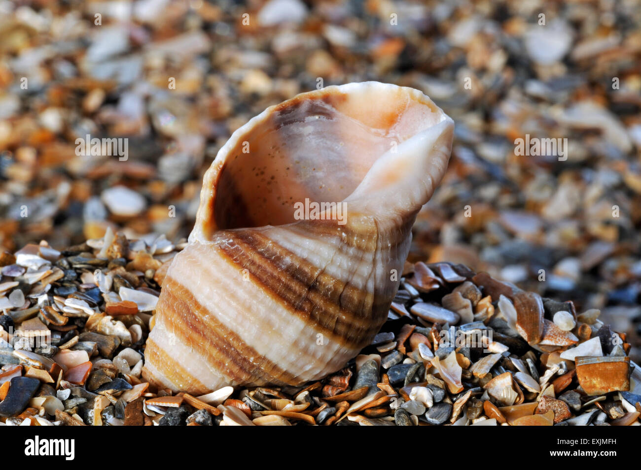 Dog whelk / dogwhelk / Atlantic dogwinkle (Nucella lapillus) washed on ...