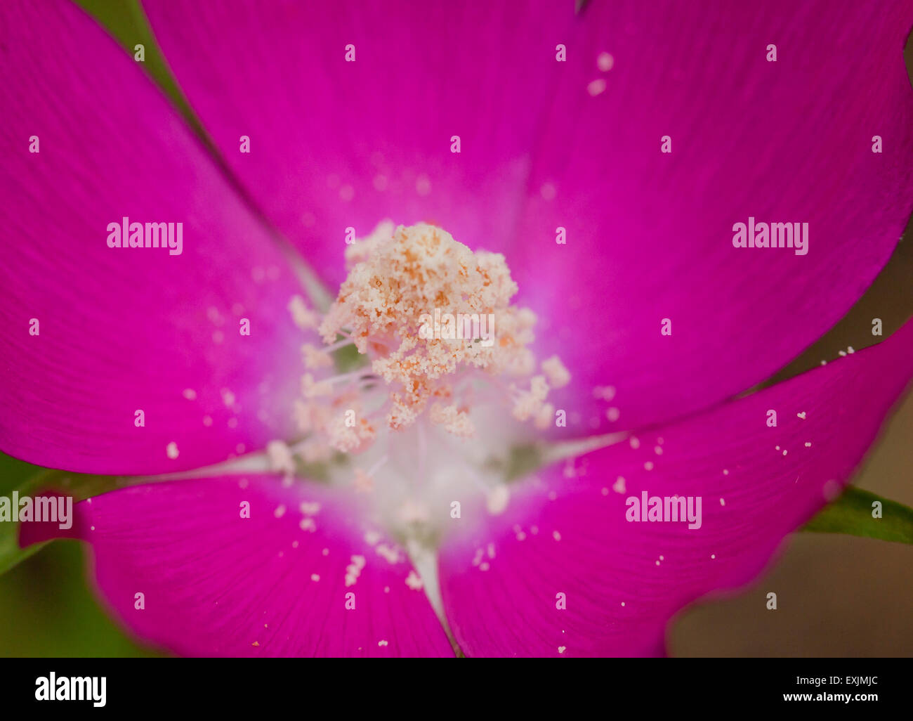 Pollen grains hi-res stock photography and images - Alamy