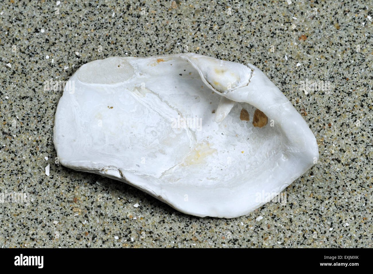 Piddocks uk hi-res stock photography and images - Alamy