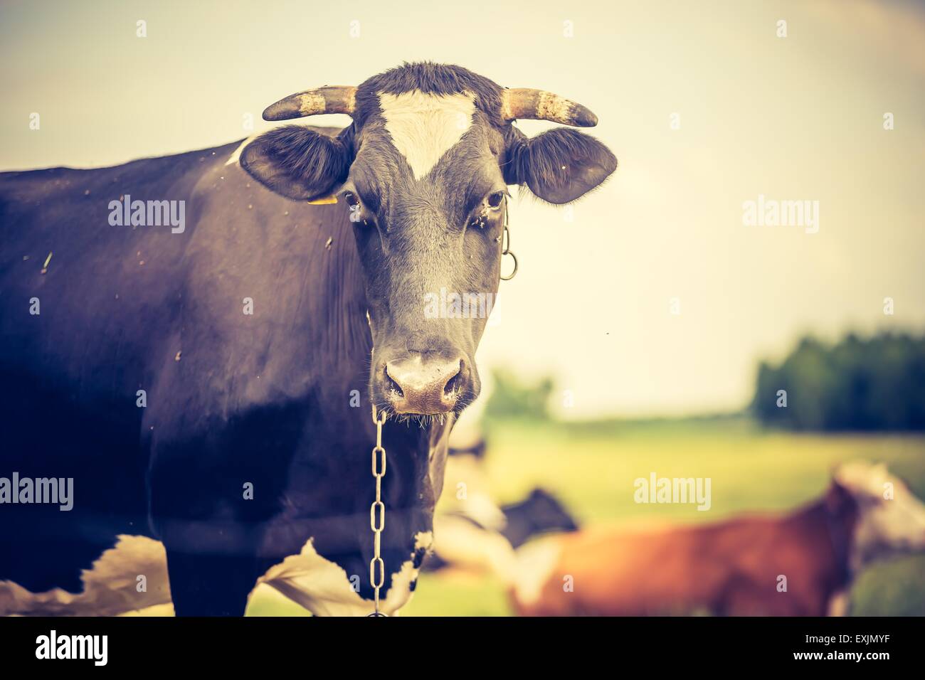 Vintage photo of cow on pasture. Animal portrait of polish cows Stock ...