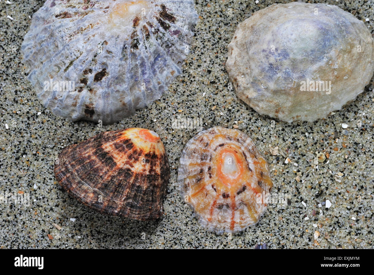 Common limpet common european limpet hi-res stock photography and ...