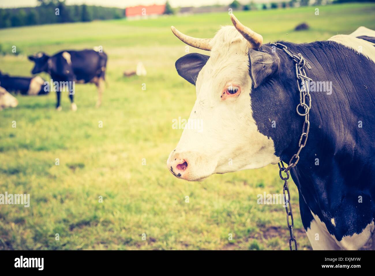 Vintage photo of cow on pasture. Animal portrait of polish cows Stock ...
